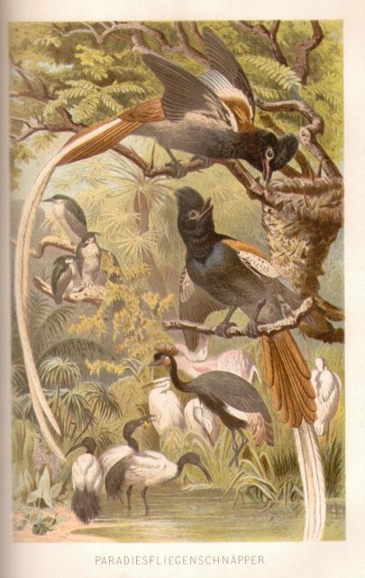 Dr. Alfred Edmund Brehm - Brehms Tierleben. Vierter Band. Allgemeine ...